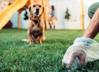 Pawsitive Pet Care: Top Rated Waterloo Veterinarians